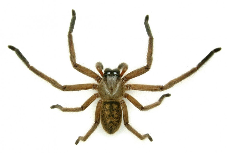 Avondale Spider I Love Avondale “Dale The Spider Is Like A...