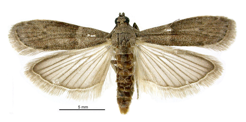 Dried fruit moth » Manaaki Whenua