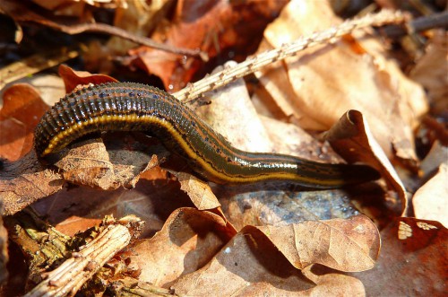 Leech » Manaaki Whenua