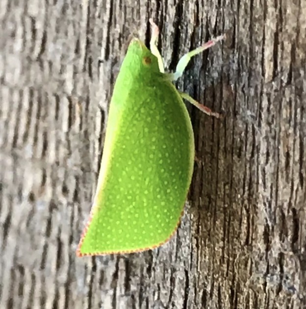 Green planthopper » Manaaki Whenua