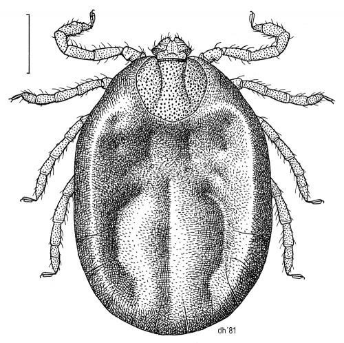Cattle tick » Manaaki Whenua