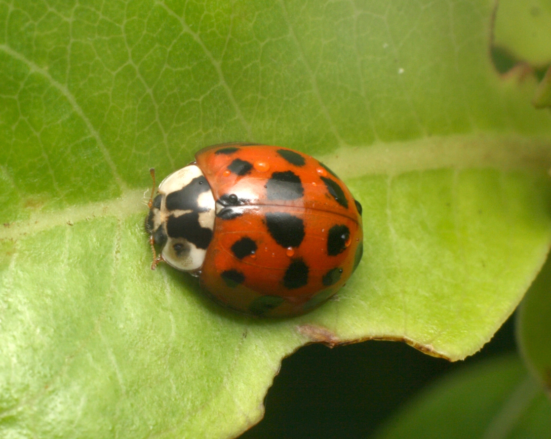 Types Of Ladybird Beetle