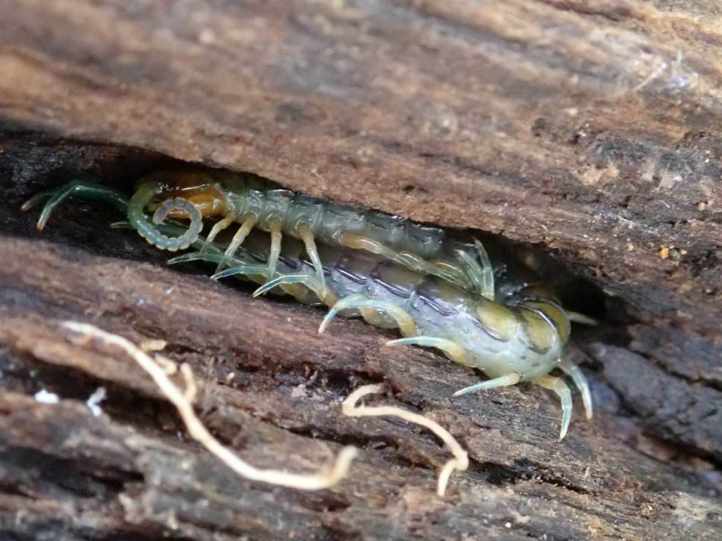do centipedes bite nz