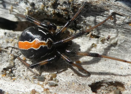 Katipo spider » Manaaki Whenua