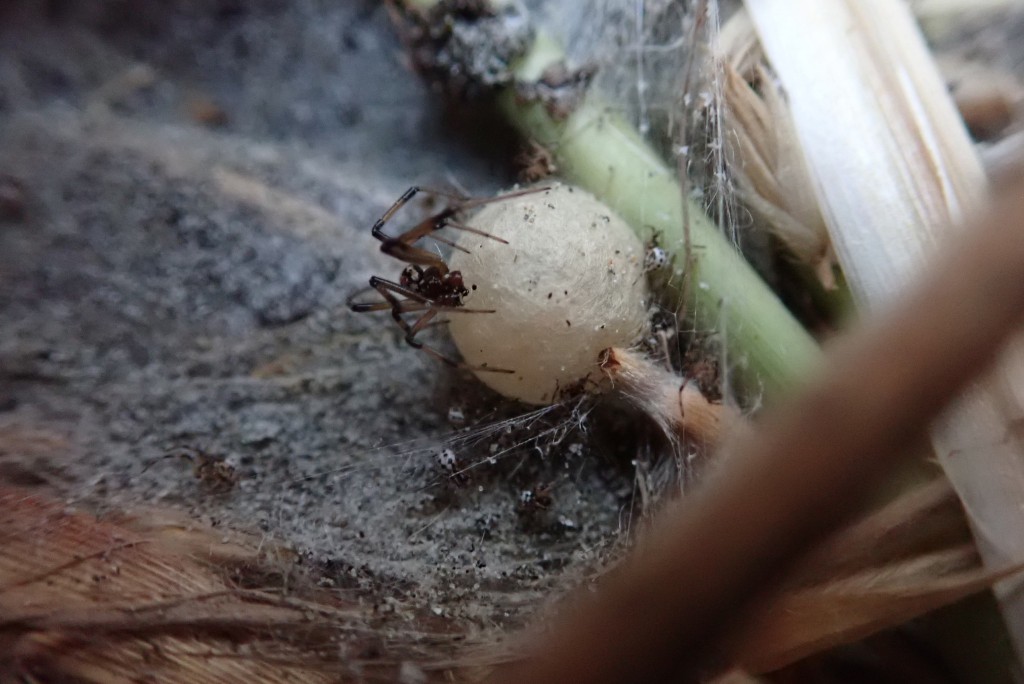 Katipo spider » Manaaki Whenua