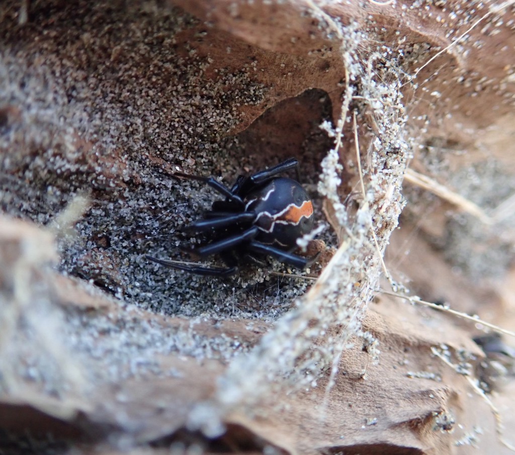 Katipo spider » Manaaki Whenua