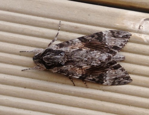 Kumara moth caterpillar » Manaaki Whenua