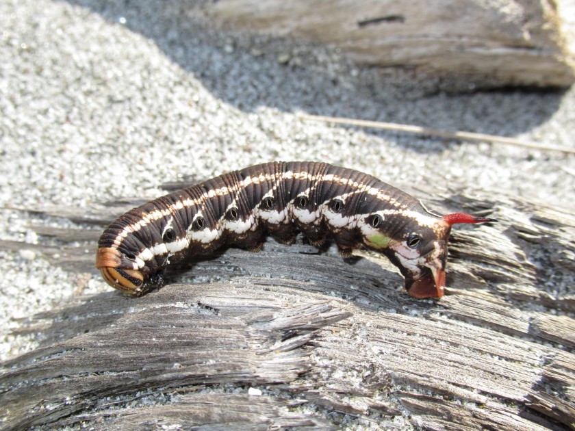 Kumara moth caterpillar » Manaaki Whenua