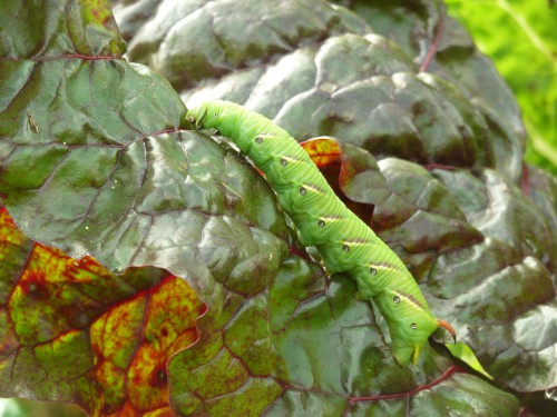 Kumara moth caterpillar » Manaaki Whenua