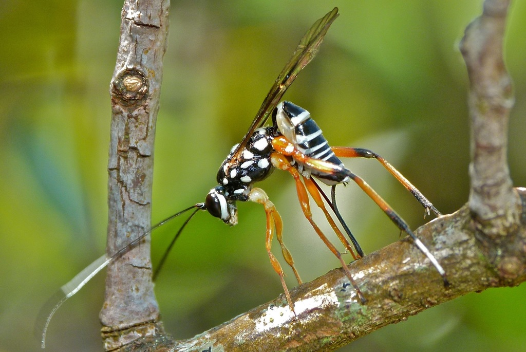 Lemon tree borer parasite » Manaaki Whenua