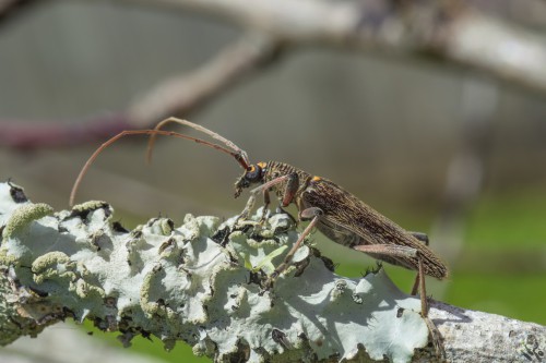 Lemon tree borer » Manaaki Whenua