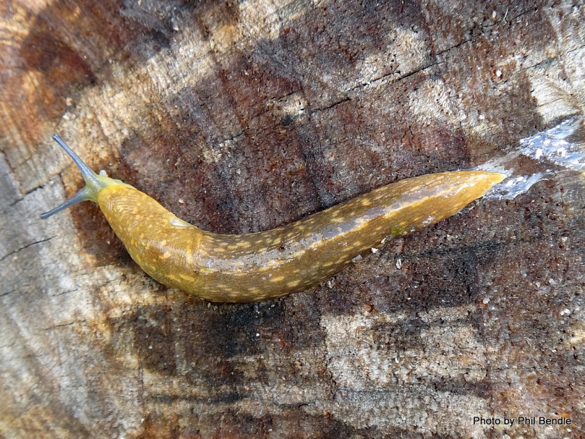 Yellow cellar slug » Manaaki Whenua
