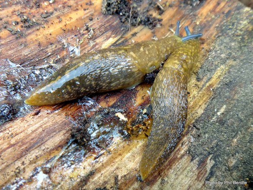 Yellow cellar slug » Manaaki Whenua