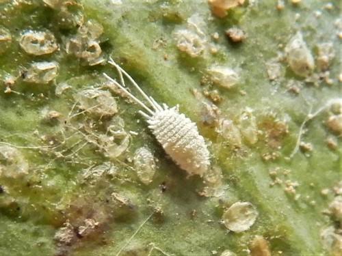 Mealybug » Manaaki Whenua