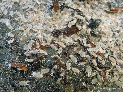 Mealybug » Manaaki Whenua