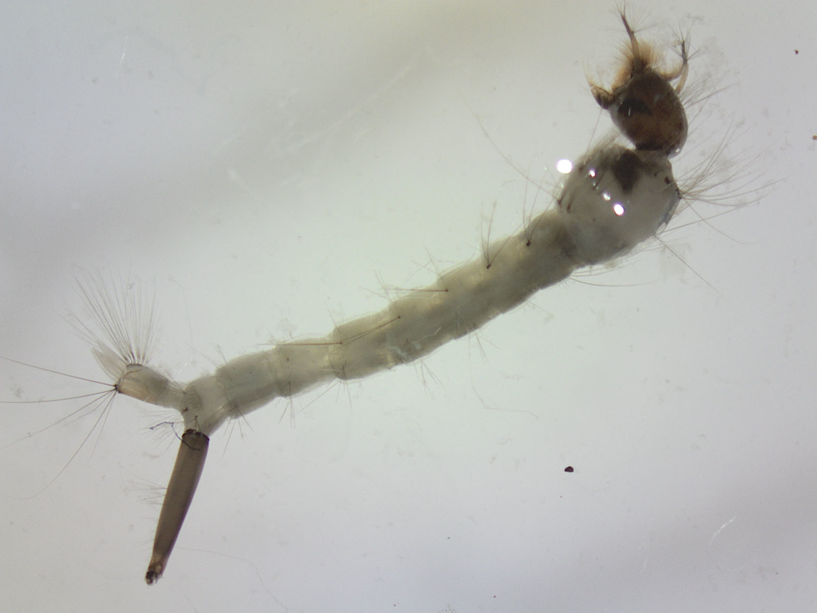 Mosquito Larvae