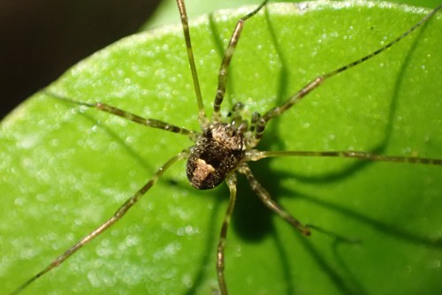 Harvestman » Manaaki Whenua