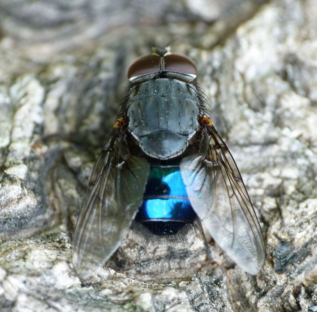 Maggots » Manaaki Whenua