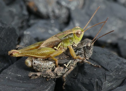 New Zealand Grasshopper » Manaaki Whenua