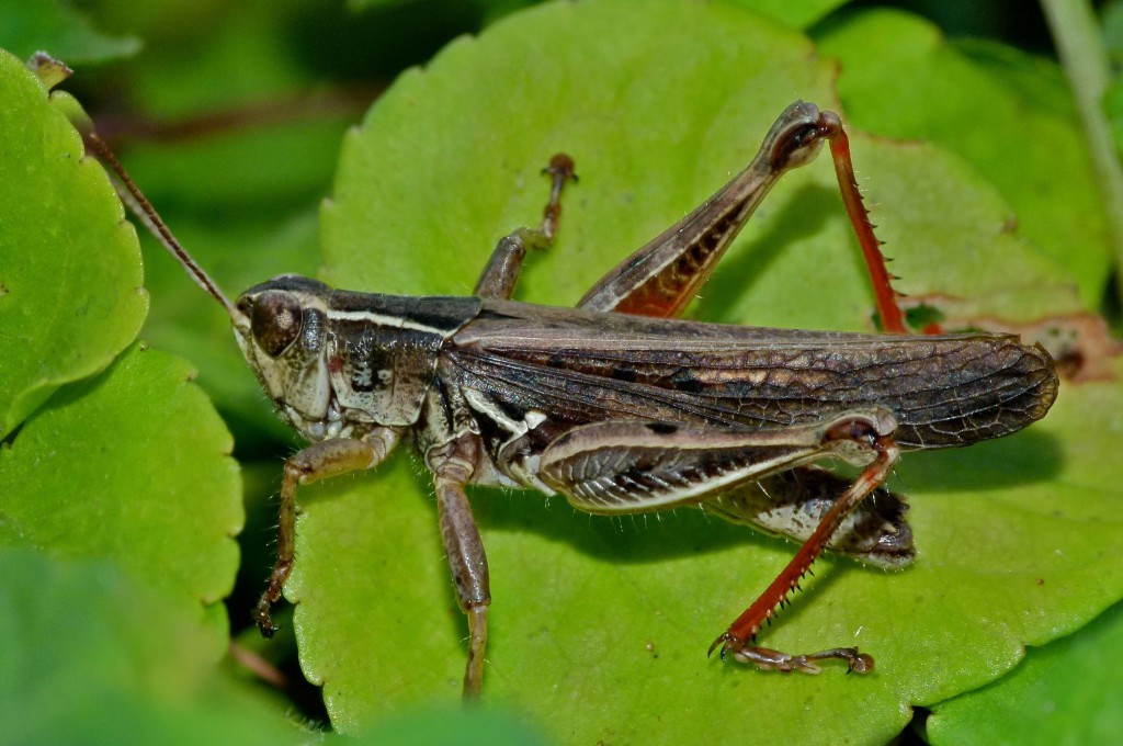 New Zealand Grasshopper » Manaaki Whenua