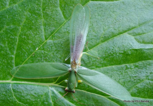 New Zealand praying mantis » Manaaki Whenua