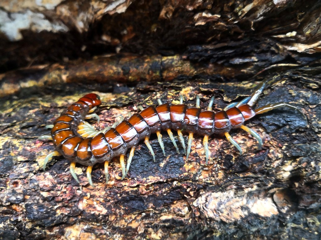 Giant Centipede North America's Largest Centipede | Beetles In The