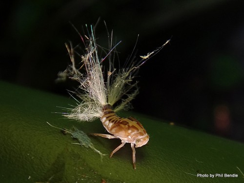 Passionvine hopper » Manaaki Whenua
