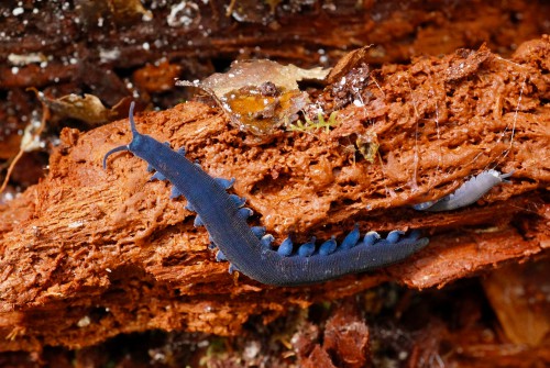 Peripatus » Manaaki Whenua