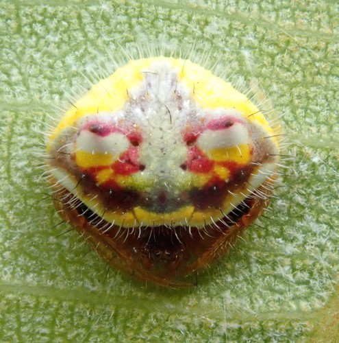 Twospined spider » Manaaki Whenua