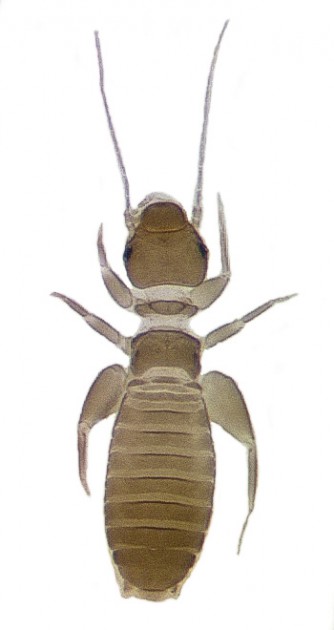 Booklice/psocids » Manaaki Whenua