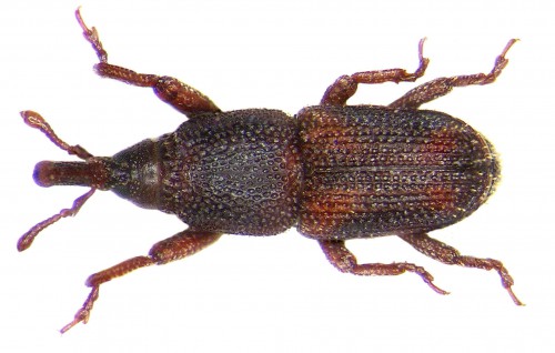 Rice weevil » Manaaki Whenua