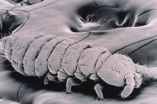 Springtails » Manaaki Whenua