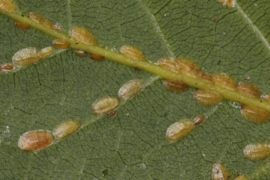 Soft brown scale, an example of a soft scale » Manaaki Whenua