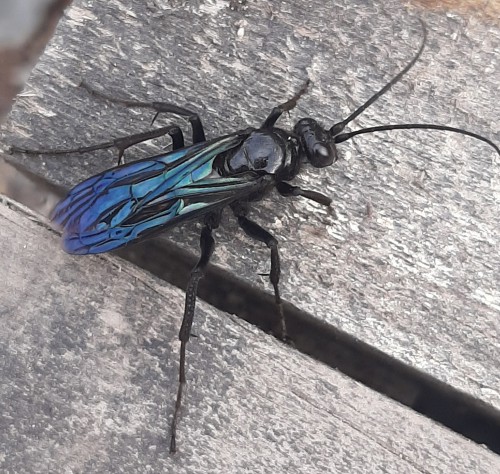 Spider hunting wasps » Manaaki Whenua