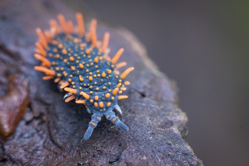 Springtails » Manaaki Whenua