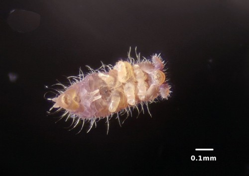 Springtails » Manaaki Whenua