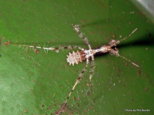 Assassin bug » Manaaki Whenua