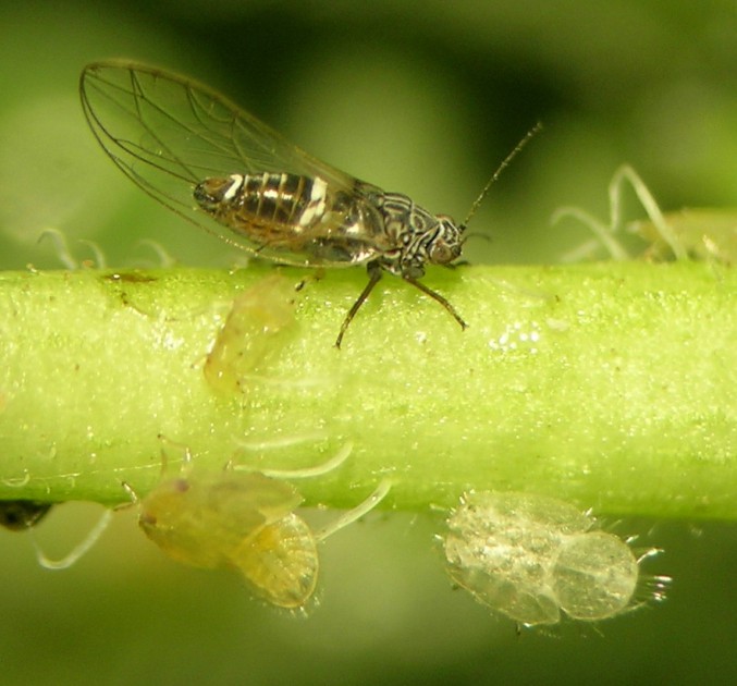 Psyllids » Manaaki Whenua