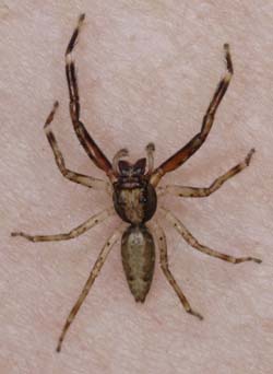 Black-headed jumping spider » Manaaki Whenua