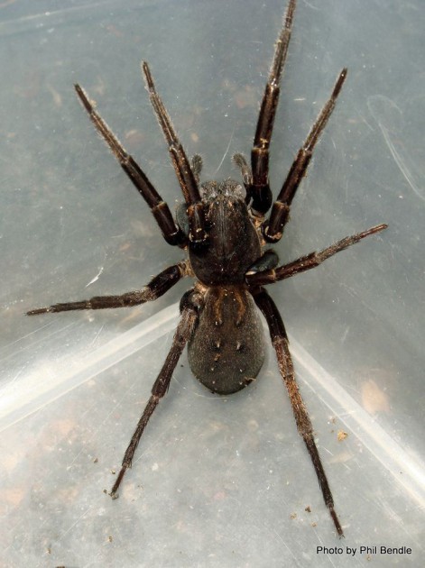 Vagrant spider » Manaaki Whenua