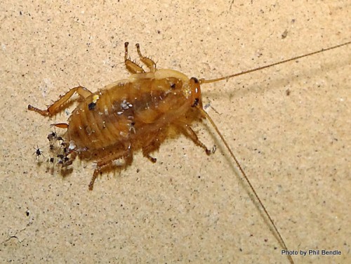 Native bush cockroach » Manaaki Whenua
