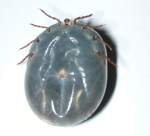 Cattle tick » Manaaki Whenua