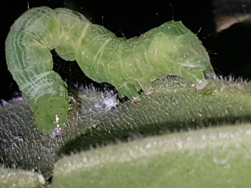 Green looper caterpillar » Manaaki Whenua