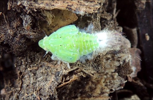 Green planthopper » Manaaki Whenua