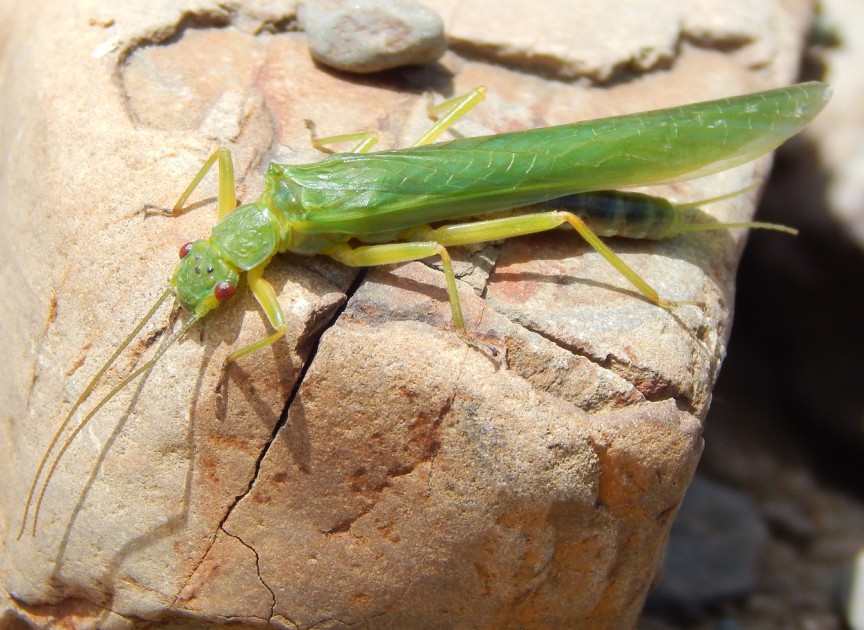 Green stonefly » Manaaki Whenua