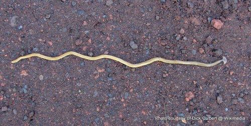 Flatworms » Manaaki Whenua