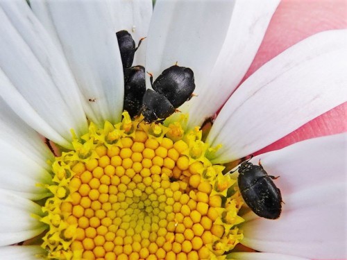 Hibiscus beetle » Manaaki Whenua