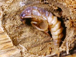 Huhu beetle » Manaaki Whenua