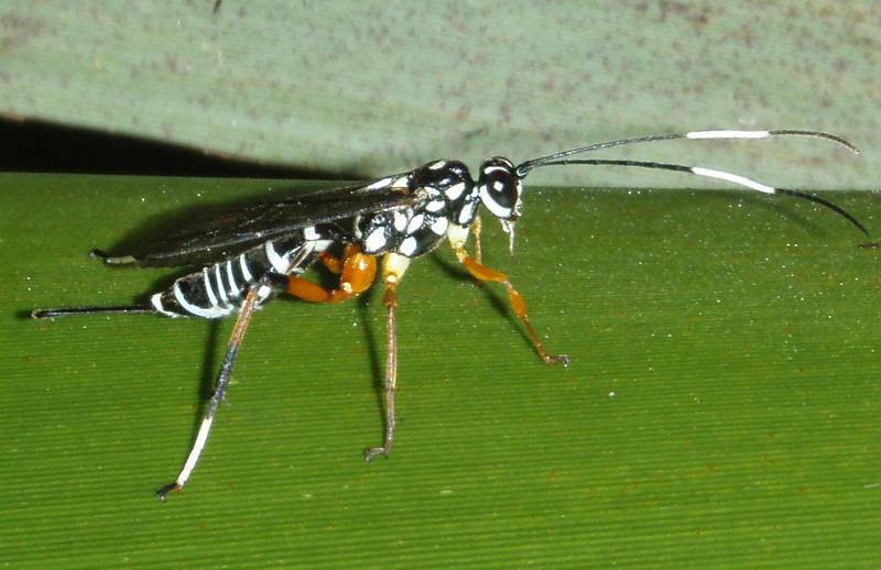 Lemon tree borer parasite » Manaaki Whenua