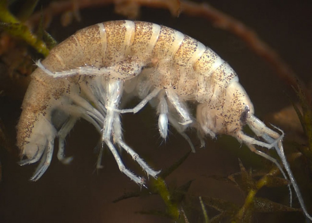 crystal amphipod